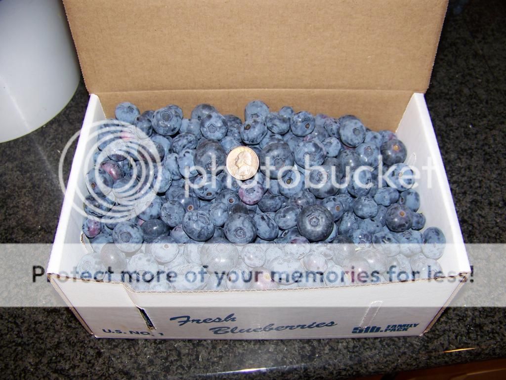 How to remove briar bushes? > Homestead, Farm & Garden > AR15.COM