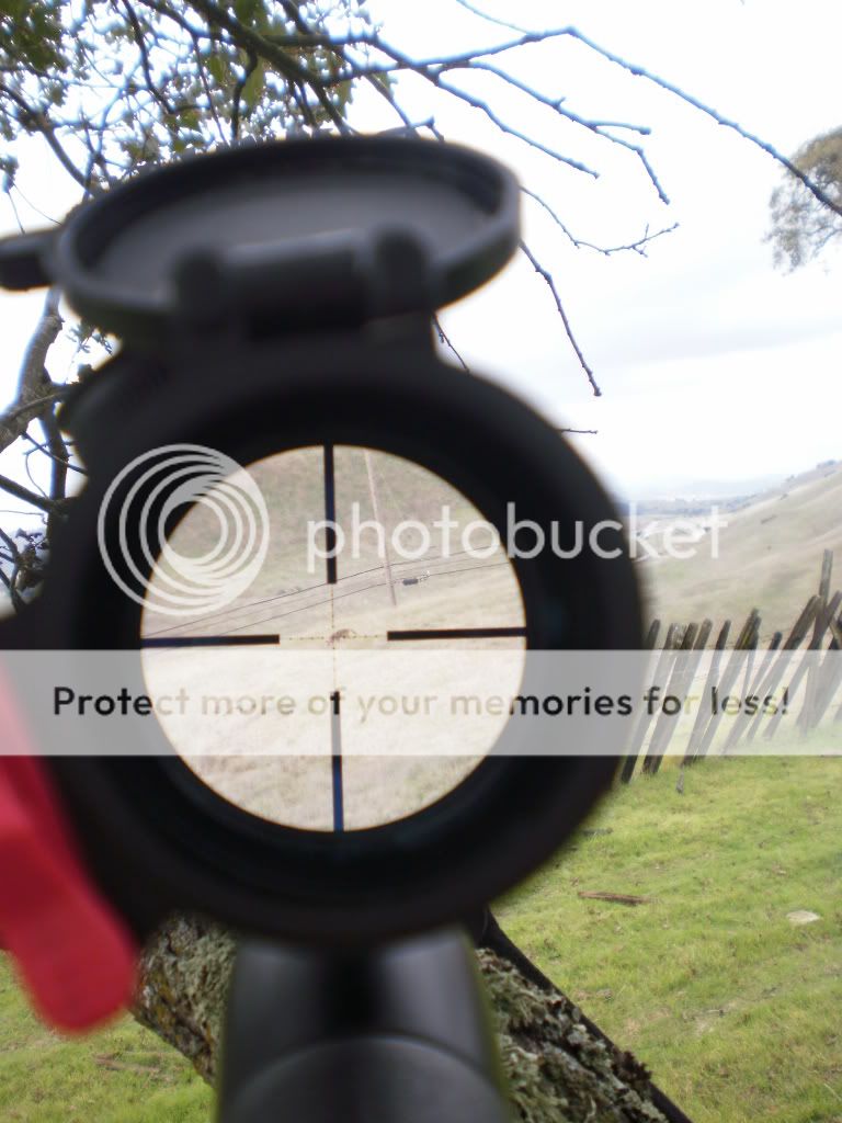 spot the coyote - ROUND 2 - Calguns.net